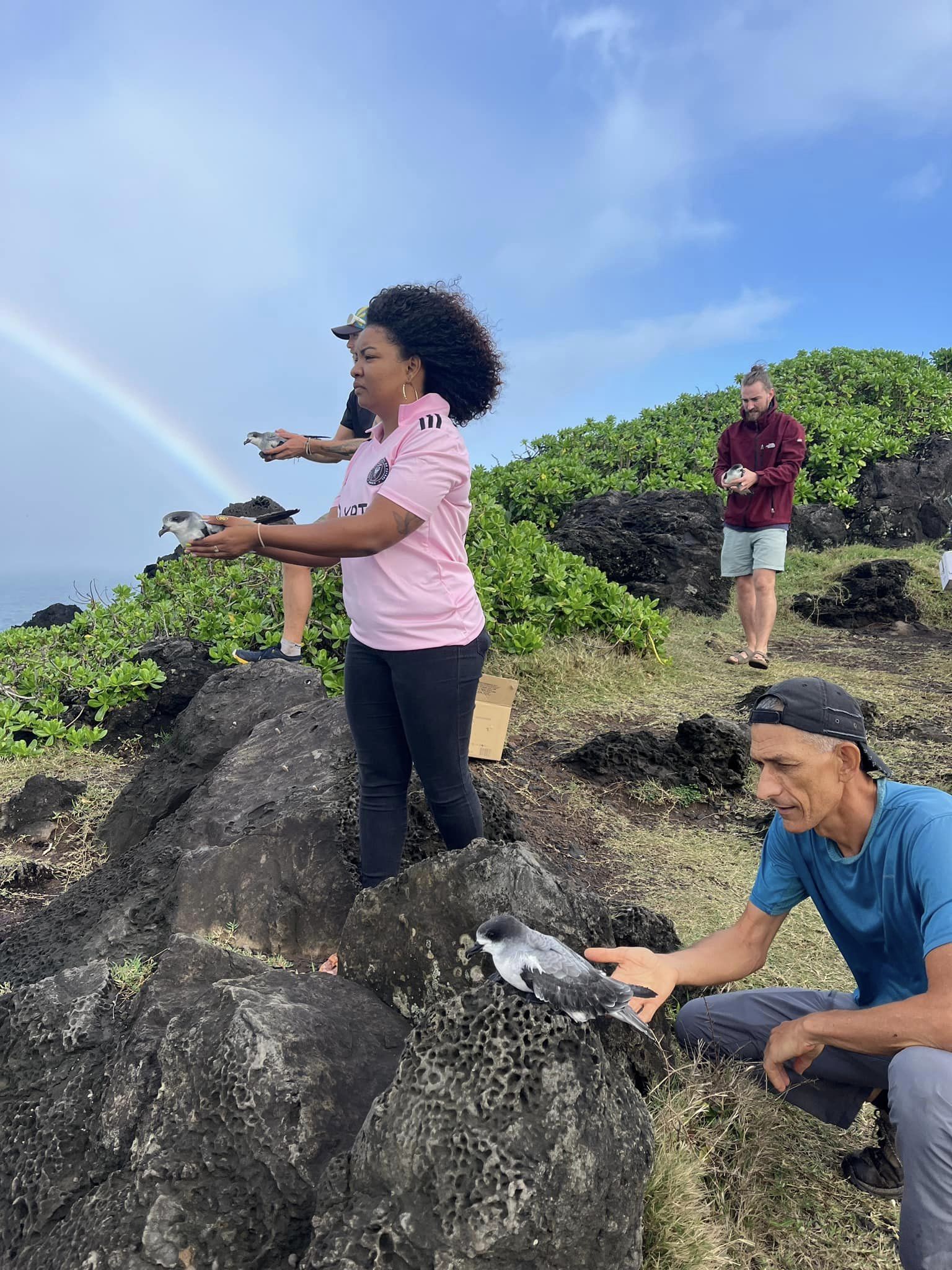 Les pétrels s'échouent par centaines à La Réunion - Gecko
