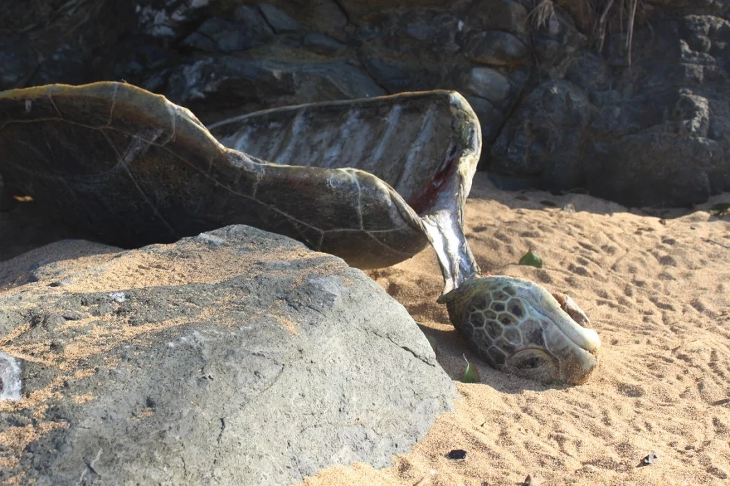 L'Etat veut intensifier la lutte contre le braconnage de tortues à ...
