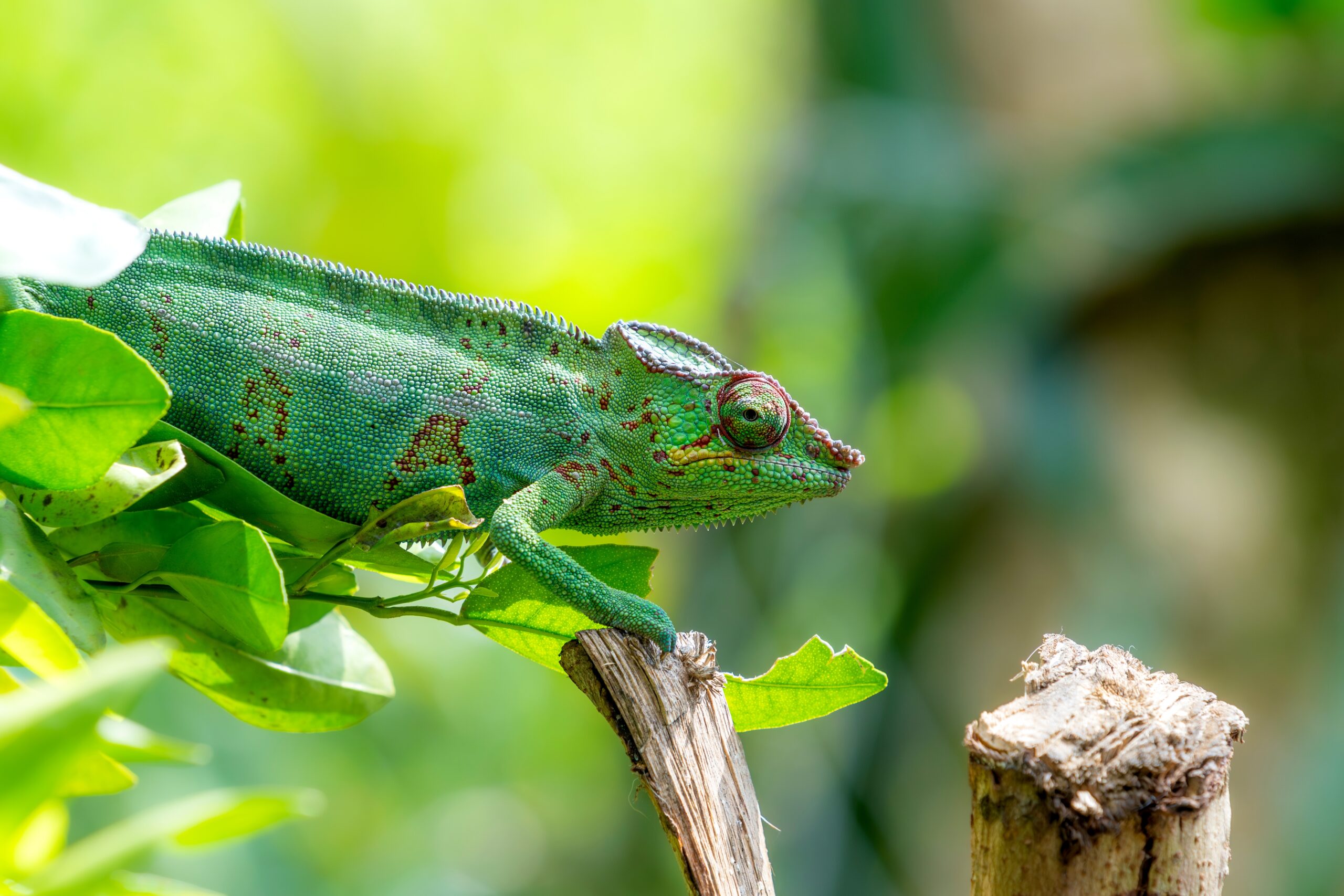 Acteurs de la biodiversité à La Réunion : faites-vous connaître - Gecko